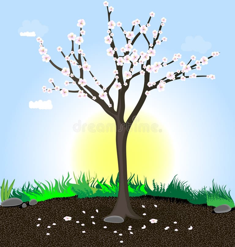 Spring Flowering Tree Stock Illustrations – 25,241 Spring Flowering ...
