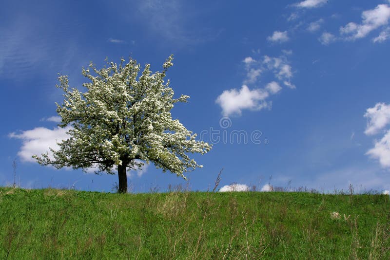 Flowering Tree Picture. Image: 4187658