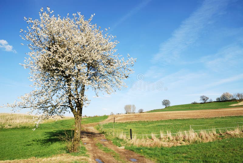 Flowering tree stock photo. Image of tree, fresh, grow - 6596592