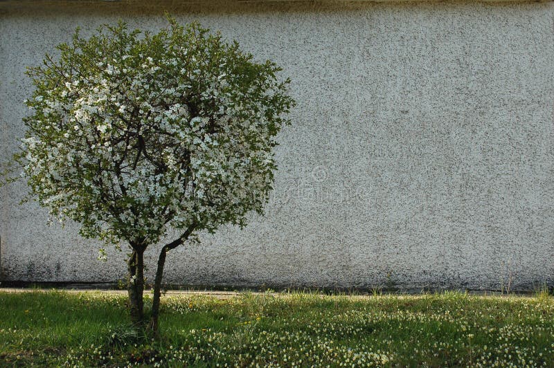 Flowering Tree Against a Concrete Wall. Spring Background Stock Image ...