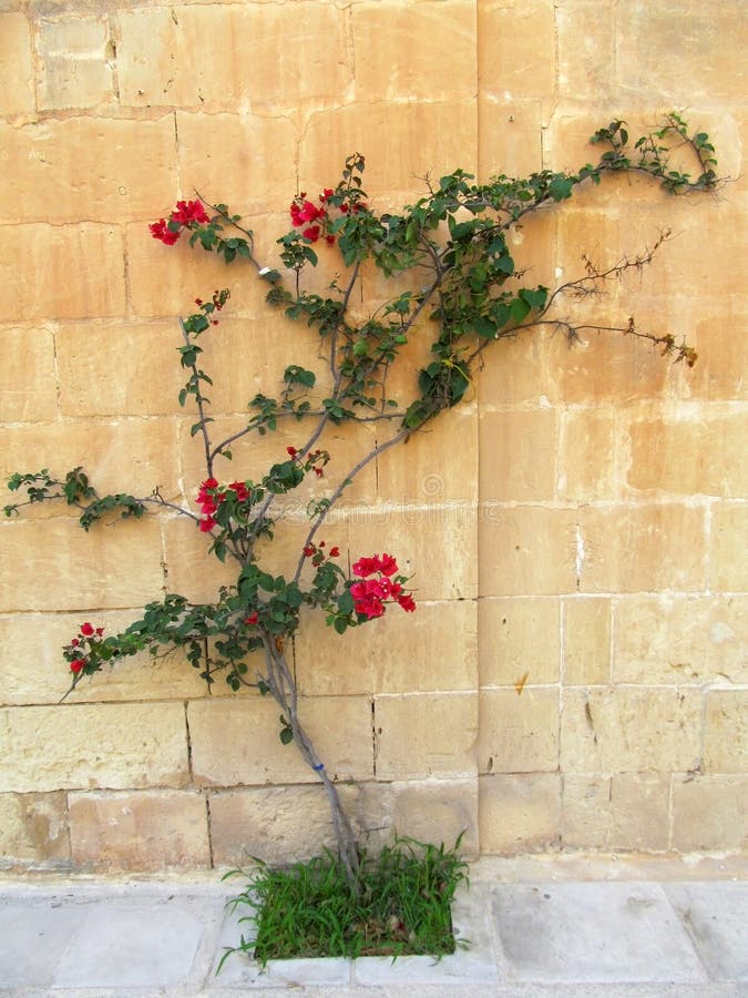 Flowering tree stock image. Image of beautiful, wall - 63255303