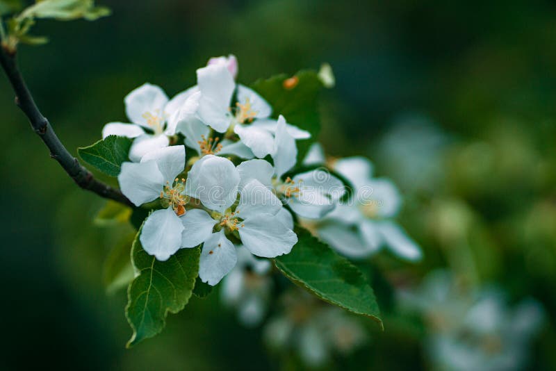 Flowering Tree Apple Tree, Spring Time Stock Photo - Image of feeling ...