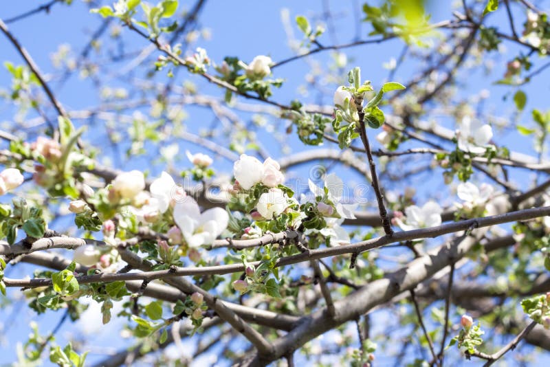 Flowering Tree. the Apple Tree Blooms. Apple Blossom. Spring Stock ...