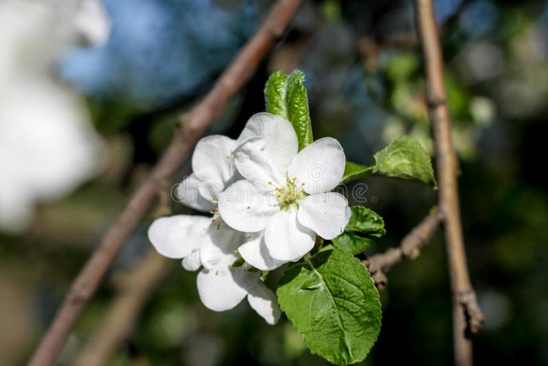 Flowering Tree. the Apple Tree Blooms. Apple Blossom. Spring Stock ...