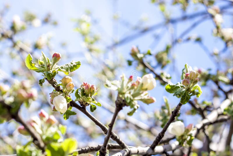 Flowering Tree. the Apple Tree Blooms. Apple Blossom. Spring Stock ...