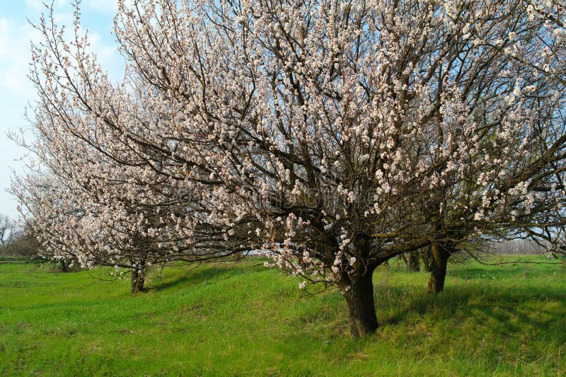 Flowering tree apricot stock photo. Image of nature, lonely - 89914714