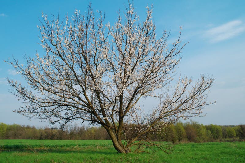 Flowering tree apricot stock photo. Image of green, shadow - 89914826