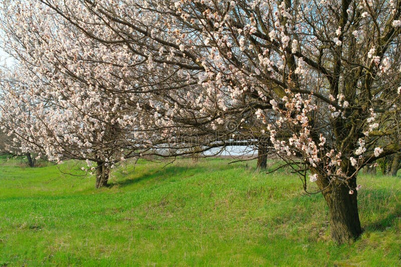 Flowering tree apricot stock photo. Image of climate - 89914850