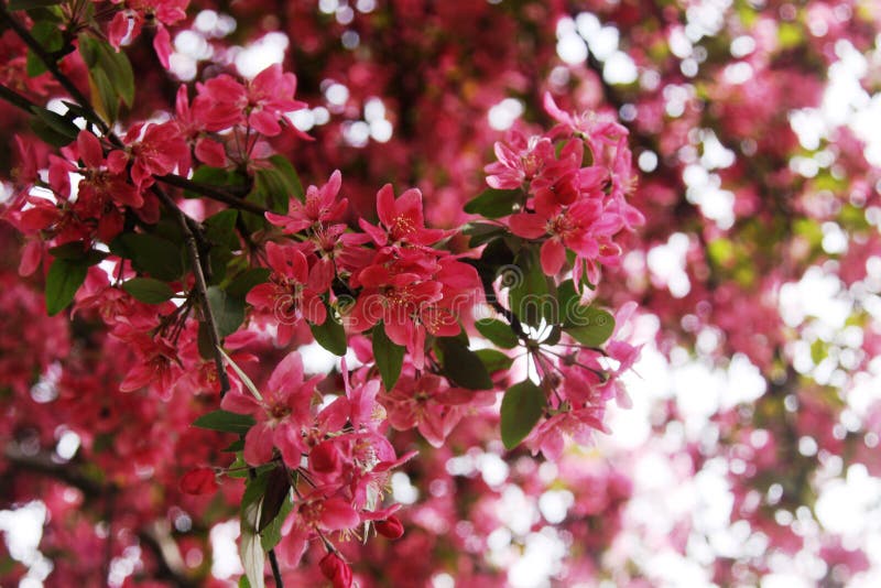 Flowering tree in April stock photo. Image of rosette - 53190226