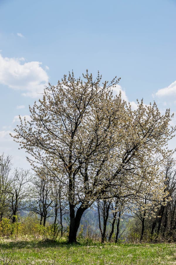 Flowering tree in April stock image. Image of tree, leaves - 145426409