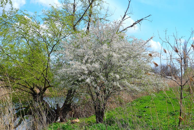 Flowering tree in April. stock image. Image of nature - 91765009