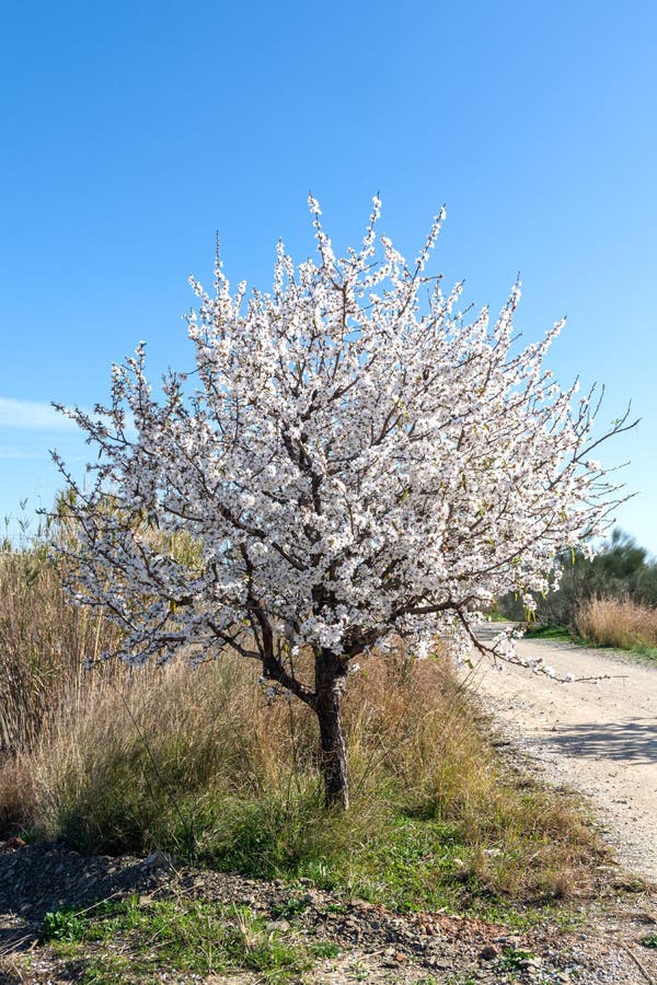 Flowering Tree, Arrival of Spring Stock Photo - Image of blossoms ...
