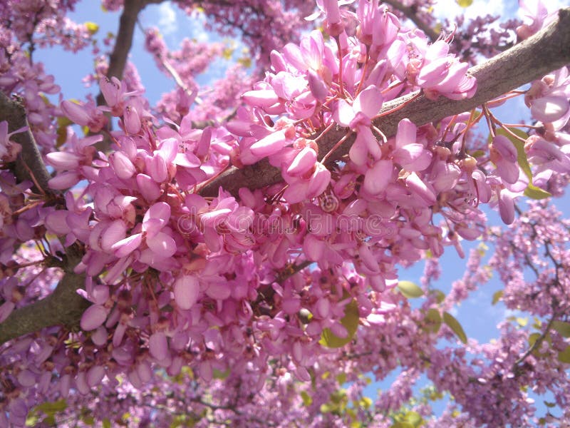 Flowering tree editorial stock image. Image of tree, flowering - 44718444