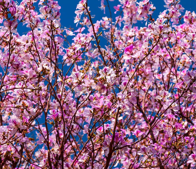 Flowering Tree stock photo. Image of background, flower - 69283120