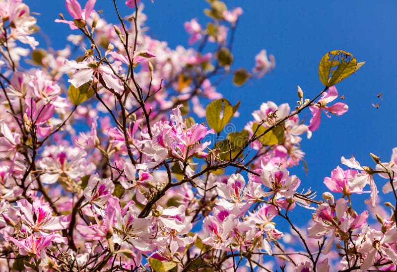 Flowering Tree stock image. Image of flora, design, blossom - 69285295