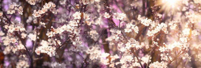 Flowering Tree, Beautiful Nature in Spring, Branches in Bloom Lit by ...