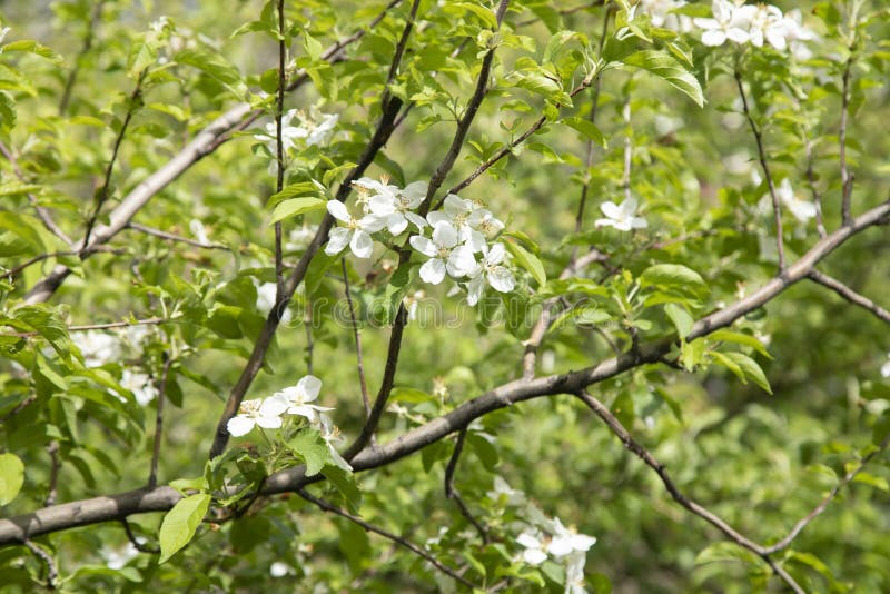 Flowering tree branch stock photo. Image of spring, natural - 217900464