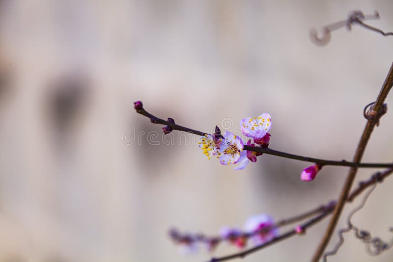 Flowering Tree Branch in Spring Stock Photo - Image of black, color ...