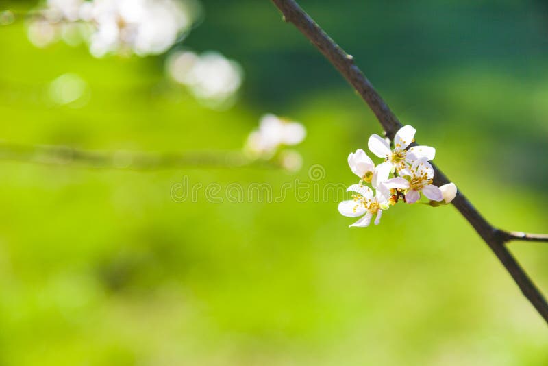 Flowering Tree Branch in Spring Stock Image - Image of bokeh, color ...