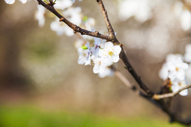 Flowering Tree Branch in Spring Stock Photo - Image of botany, garden ...