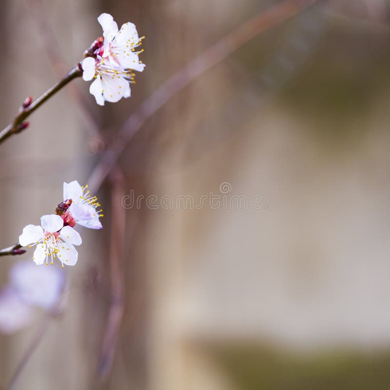 Flowering Tree Branch In Spring Stock Photo - Image of light, beauty ...