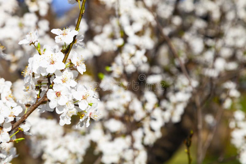 Flowering Tree Branch in Spring Stock Photo - Image of macro, cherry ...