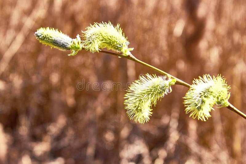 Flowering Tree Branch in the Spring. Spring Landscape on the Background ...