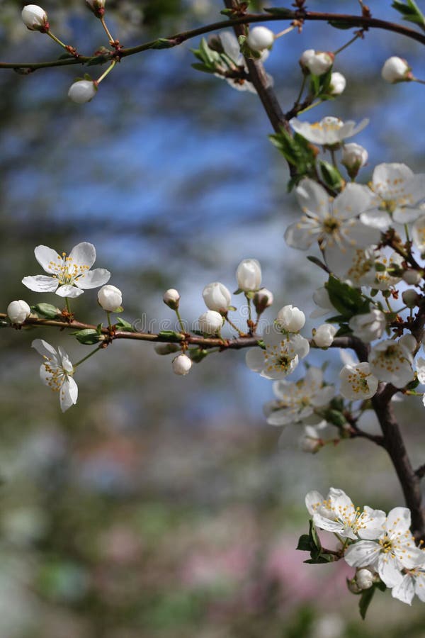 Flowering Tree Branch. Spring. Seasons. Stock Photo - Image of flavor ...