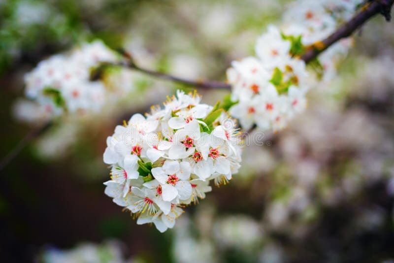 Flowering tree branch stock image. Image of floral, gardening - 189360949
