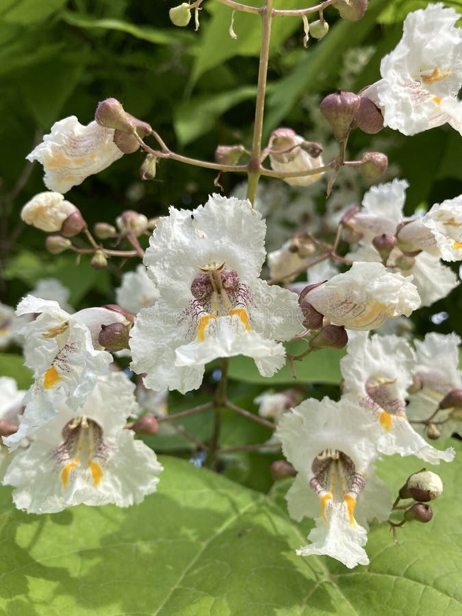Flowering Tree Catalpa Close Up Stock Photo - Image of bright ...