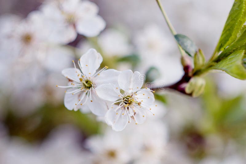 Flowering Tree. Close-up of Flowers on the Branches, Spring Background ...