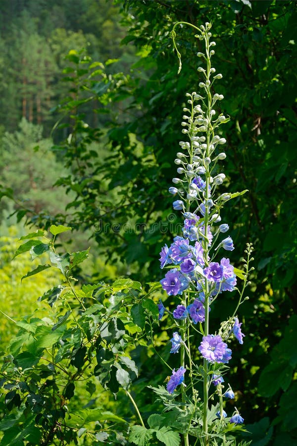 The Flowering Tree Decorative Garden Delphinium Stock Image - Image of ...