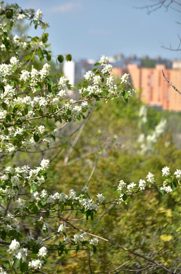 Flowering Tree in the Distance and Blurred the City Stock Photo - Image ...