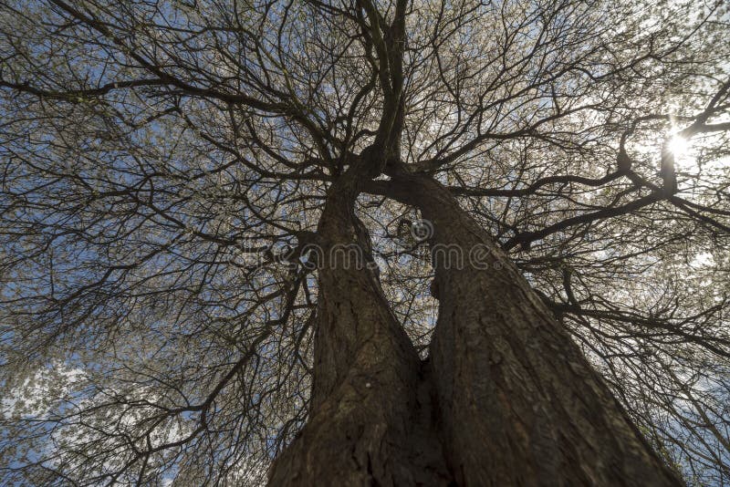 A Flowering Tree with a Double Trunk. Stock Image - Image of snow ...