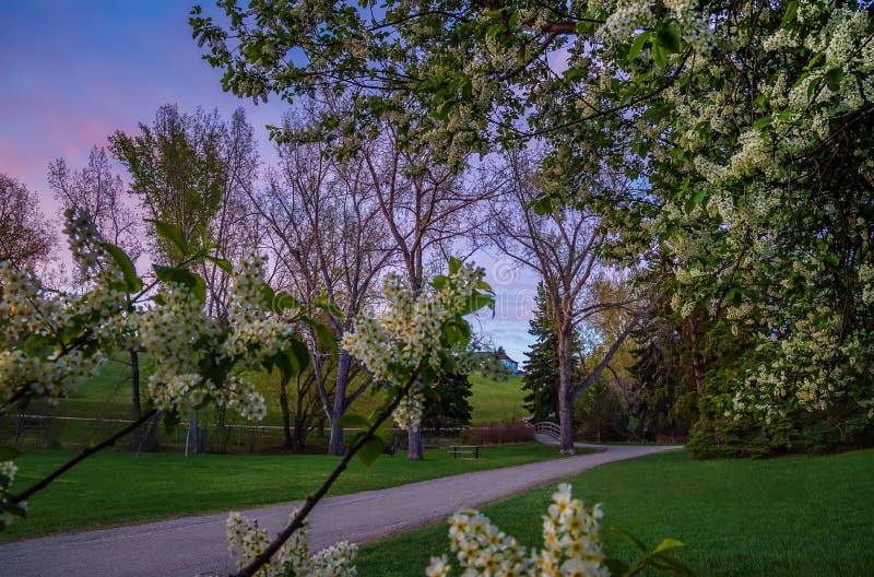 Flowering Tree Framing a Spring Park at Sunrise Stock Image - Image of ...