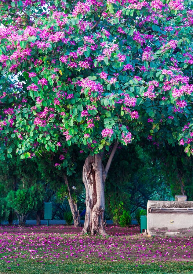 Flowering Tree stock photo. Image of outdoor, morning - 67037020
