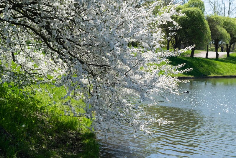 The Branches of a Flowering Tree Hang Down To the Water. Spring ...