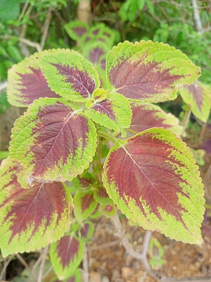 A Flowering Tree with Large Leaves Stock Photo - Image of wildflower ...