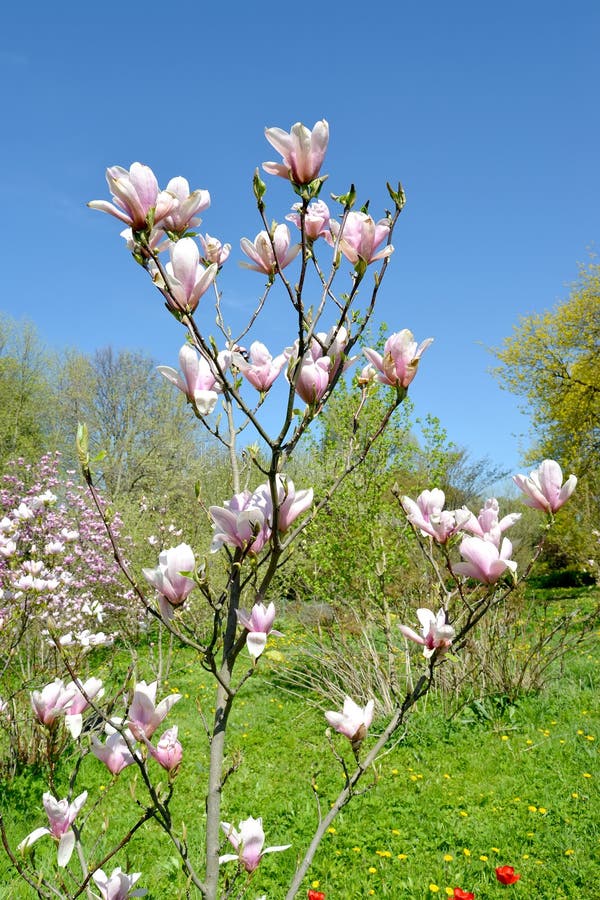 Flowering Tree of Magnolia Hybrida Susan Stock Photo - Image of tree ...