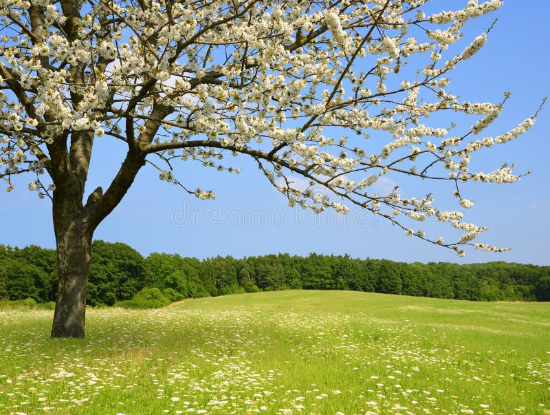 Flowering tree on meadow. stock image. Image of season - 53900803