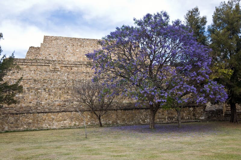 Flowering tree, Mexico stock photo. Image of central - 16764854