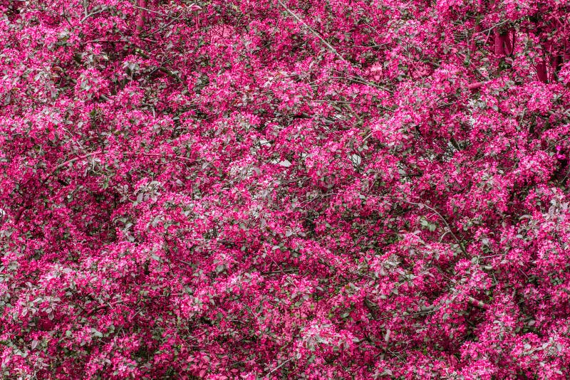 Flowering tree in pink stock photo. Image of pistil, forest - 70749174