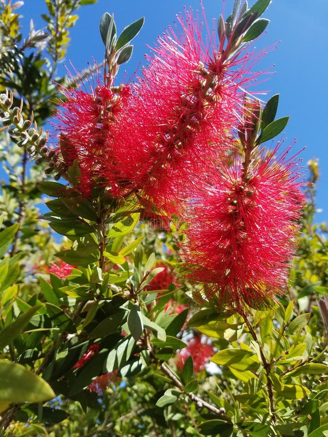 Flowering tree stock photo. Image of leafy, bush, prickly - 115268082