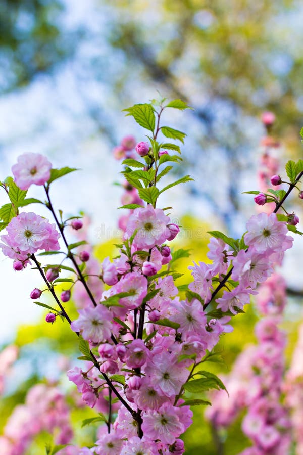 Flowering Tree. Sakura Flowers. a Pink Flowering Tree Stock Image ...