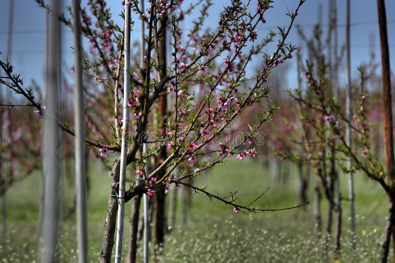 Flowering tree saplings stock image. Image of blooming - 9074855