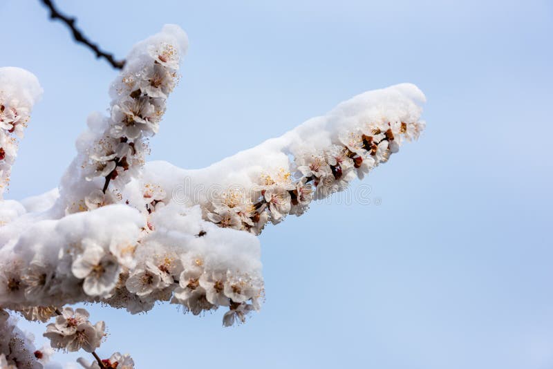 Flowering tree in the snow stock photo. Image of frost - 177612454