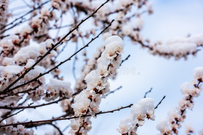 Flowering tree in the snow stock image. Image of apple - 177614787