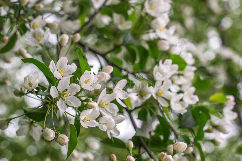 Flowering tree in spring stock image. Image of white - 93296277