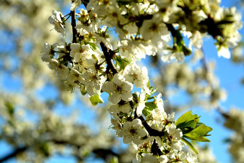 Spring Views. Flowering Tree Stock Image - Image of views, springtime ...