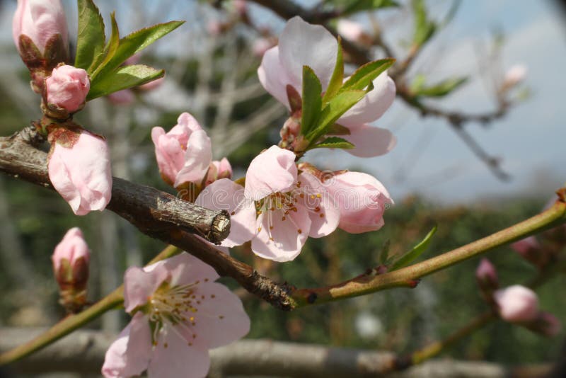 Flowering tree in spring stock photo. Image of single - 171101774